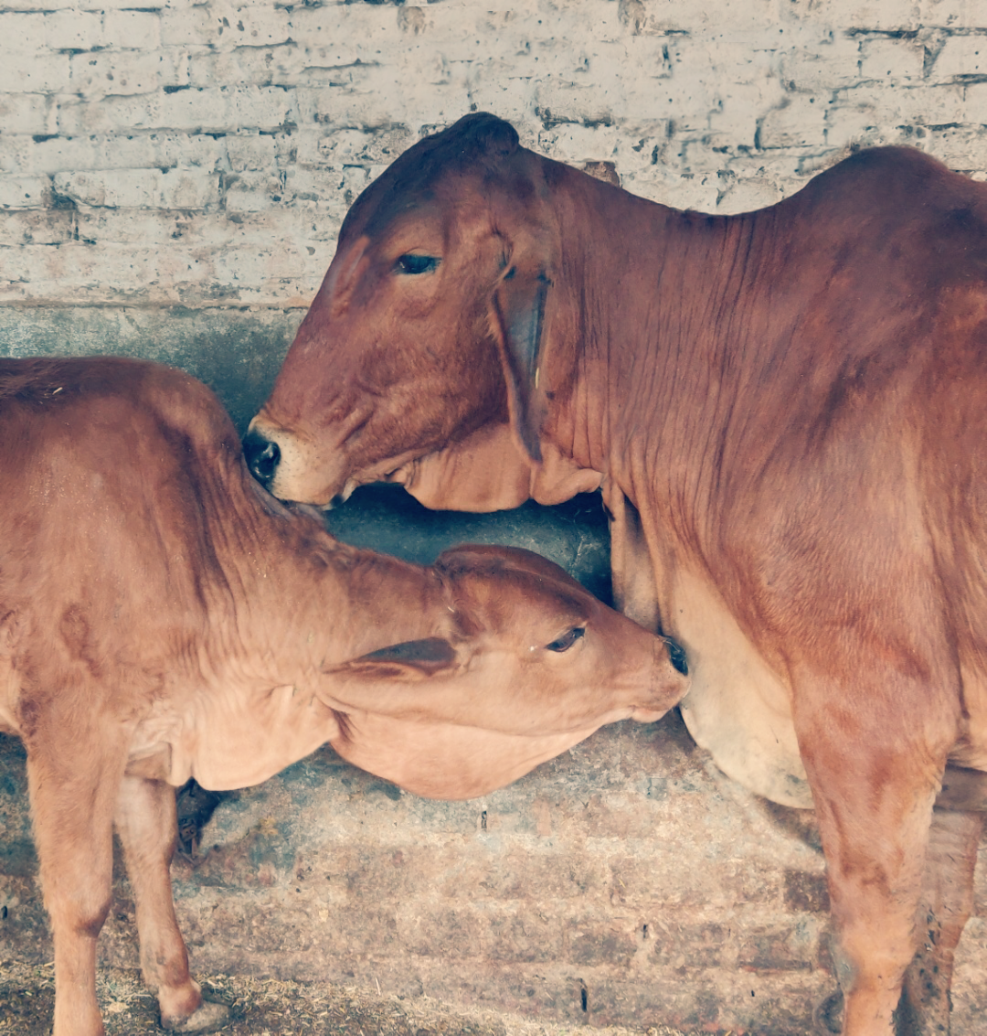 Our Gaumaata – Shuddham Gaushaala